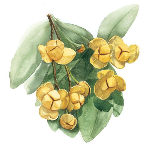 Rumdul - National flower of Kingdom of Cambodia | We Heart It | vintage ...