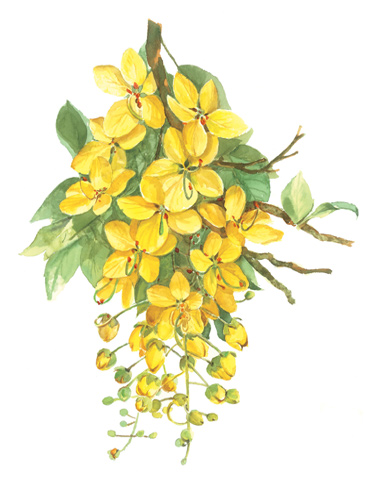 Beautiful Thailand National Flower and Its Symbolism